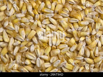 Cancha Peruvian Toasted Corn Nuts Stock Photo - Alamy