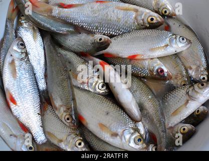 Freshly caught fish roach (Rutilus rutilus) which is the object of ...