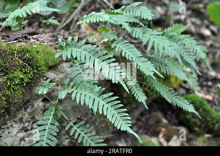 Common Polypody (Polypodium vulgare) growing on a pollard willow ...