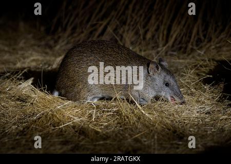 Southern Brown Bandicoot (Isoodon obesulus) digging, Tasmania ...