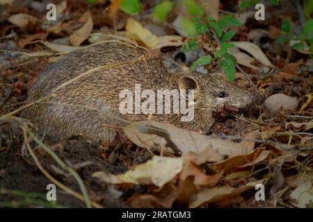 southern brown bandicoot, quenda, short-nosed bandicoot, Isoodon ...