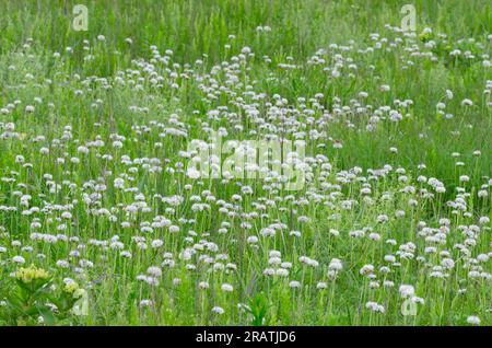 Barbara's Buttons, Marshallia caespitosa Stock Photo - Alamy