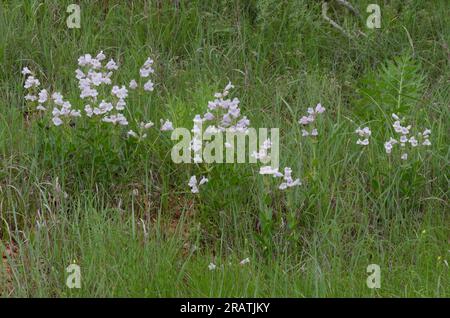 cobaea beardtongue (Penstemon cobaea Stock Photo - Alamy