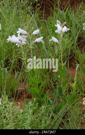 Cobaea Beardtongue, Penstemon cobaea Stock Photo - Alamy