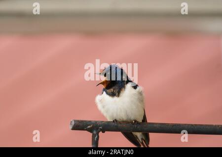 Swallow (Hirundo rustica) singing whilst perched on metal bracket ...