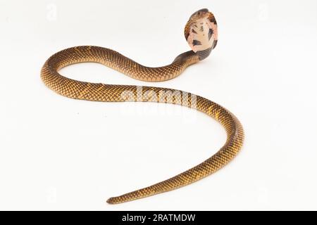 Equatorial Spitting cobra or Golden Spitting Cobra snake (Naja ...