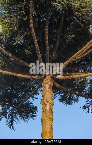Araucaria tree (Araucaria angustifolia) dominant tree species of mixed ...
