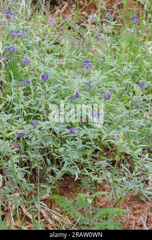 Slimflower Scurfpea, Psoralidium tenuiflorum Stock Photo - Alamy