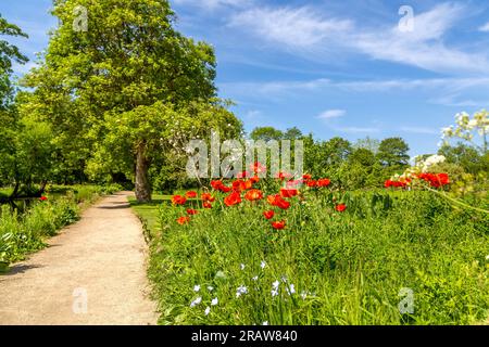 Vibrant poppies and flowers by riverside with blue sky Stock Photo - Alamy
