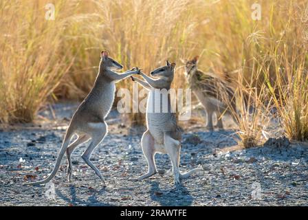 Agile wallabies fighting near a lagoon in far north Queensland ...