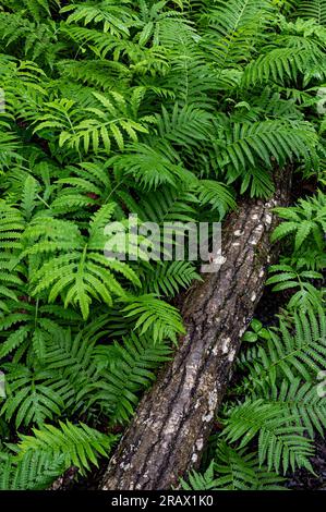 The Fern Trail at Mink River Nature Conservancy is also the wet trail ...