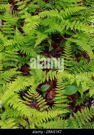 The Fern Trail at Mink River Nature Conservancy is also the wet trail ...