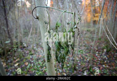 File photo dated 22/05/20 of a young common ash tree with wilting ...