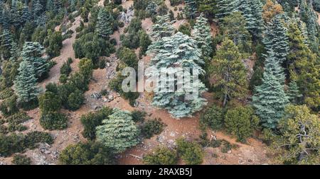Aerial view of old huge Lebanon cedar tree in mountains along lycian ...