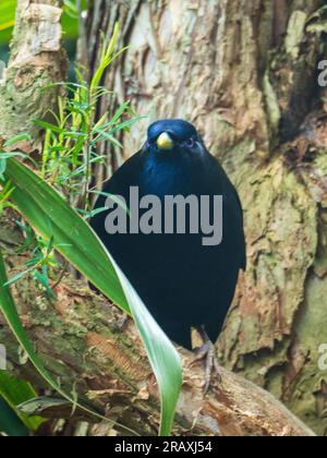 Male Satin Bowerbird sitting in a tree Stock Photo - Alamy