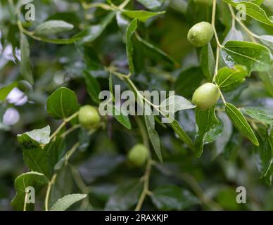 Indian jujube fruit, grown in the wilds or jungle in India, Pakistan ...