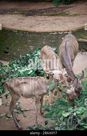 Kudu, Greater kudu or kodoo, A magnificent mature kudu bull, Side view ...
