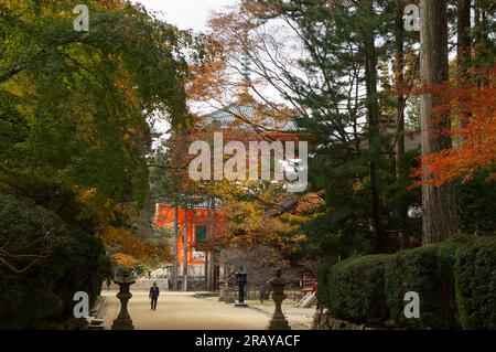 Old cedar trees tower shade this sacred area of Okunoin where many ...