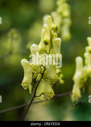 Yellow flowered spikes of hardy perennial Ligularia przewalskii 'The ...