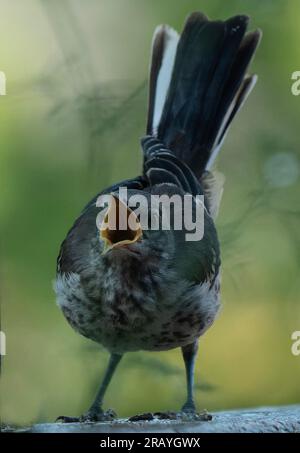 A young Northern Mockingbird cries out Stock Photo - Alamy