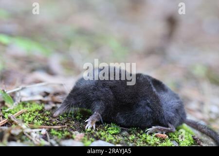 Japanese shrew-mole (Urotrichus talpoides) in Japan Stock Photo - Alamy