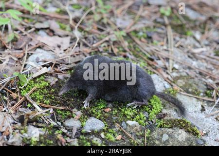 Japanese shrew-mole (Urotrichus talpoides) in Japan Stock Photo - Alamy