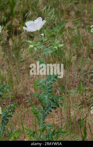 Crested Pricklypoppy, Argemone polyanthemos Stock Photo - Alamy