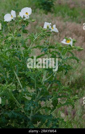 White flower of prickly poppy (pricklepoppy, Argemone albiflora) with ...