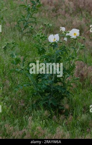 Crested Pricklypoppy, Argemone polyanthemos Stock Photo - Alamy