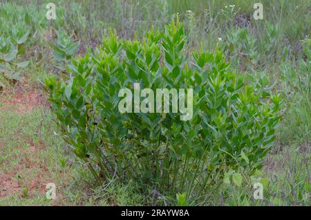 Queen's Delight (Stillingia sylvatica Stock Photo - Alamy