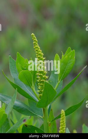 Queen's Delight (Stillingia sylvatica Stock Photo - Alamy
