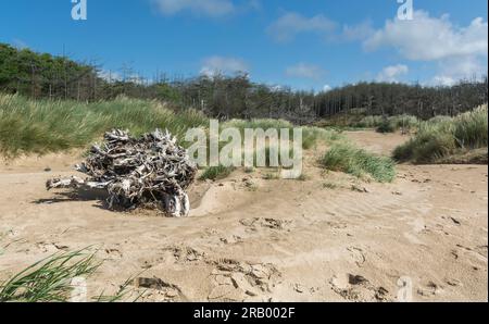 Treath Llanddwyn beach on a July summer day, Newborough, Anglesey ...