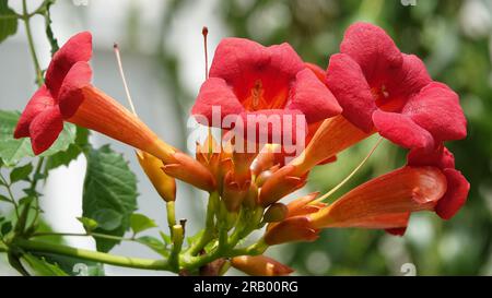 Bignonia or Bignonia flowers on a bush during summer flowering ...