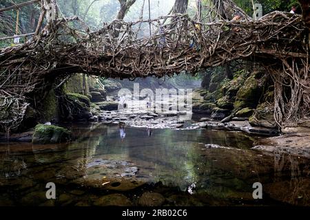Spectacular living root bridge near Riwai Village in Meghalaya, India ...
