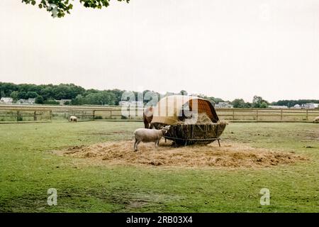 A horse and mule share bailed hay served from a bail feeder with roof ...