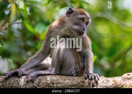 Young long tailed macaque foraging in a mangrove tree, Singapore Stock ...