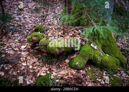 Tree roots looking like toes of a prehistoric animal Stock Photo - Alamy
