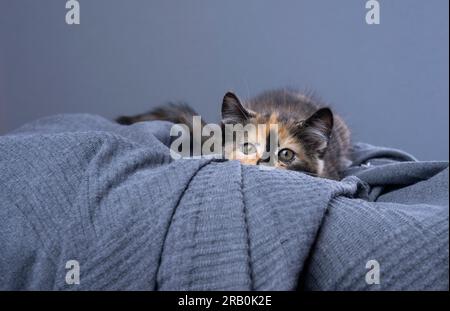 cute playful calico kitten on the hunt. the cat is crouching with ...