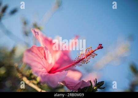 Hibiscus flower, Cadiz, Spain Stock Photo - Alamy