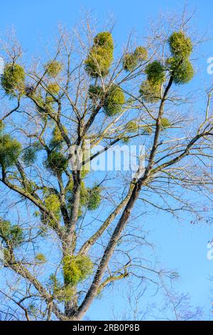 Mistletoe ball in tree Stock Photo - Alamy