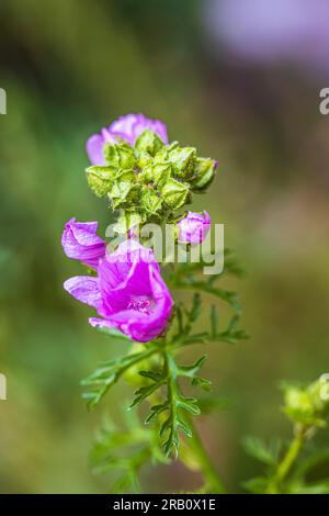 Close up of purple common hollyhock (alcea rosea) flowers in bloom ...