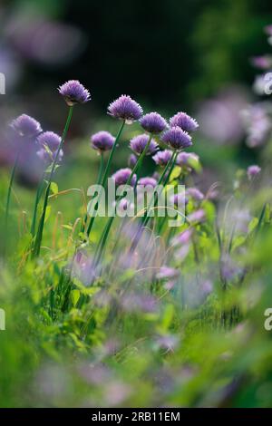 Pink chives (Allium schoenoprasum) blooms in a roof garden in May Stock ...