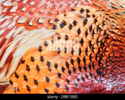 Stunning close up of a male pheasant with colorful feathers Stock Photo ...