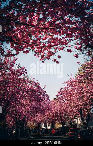 a street with flowering cherry trees Stock Photo - Alamy