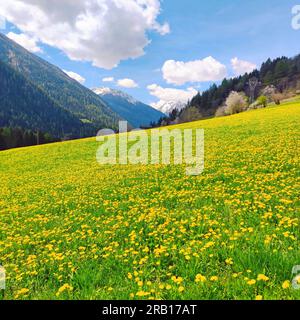 Dandelion meadows in the Ulten Valley, South Tyrol Stock Photo - Alamy