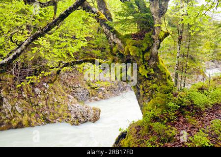 Moss-covered gnarled beech, next to the Leutascher Ache at the top of ...
