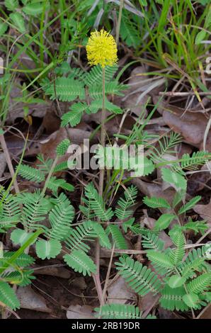 Yellow Puff, Neptunia lutea Stock Photo - Alamy