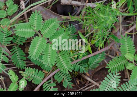 Yellow Puff, Neptunia lutea, leaves Stock Photo - Alamy