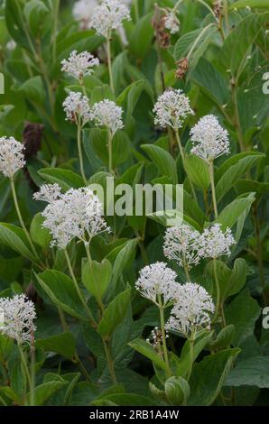 New Jersey Tea, Ceanothus americanus Stock Photo - Alamy