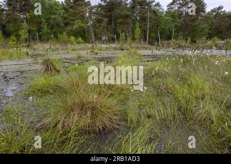 Water body in Tister farm bog with fruiting stands of cotton grass ...